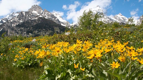 News and Happenings for Bitterroot: A Salish Memoir of Transracial ...
